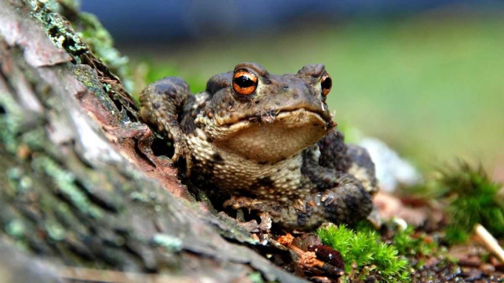 11 Types Of Toads (#4 Is Surprisingly Beautiful)