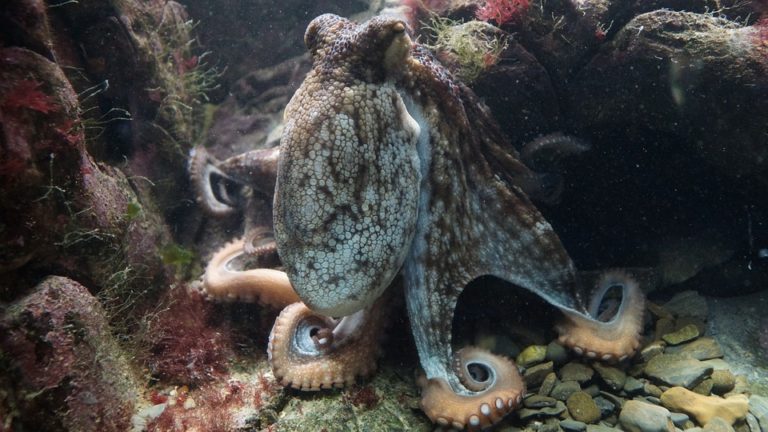 23 Amazing Types of Octopus + Interesting Facts & Photos
