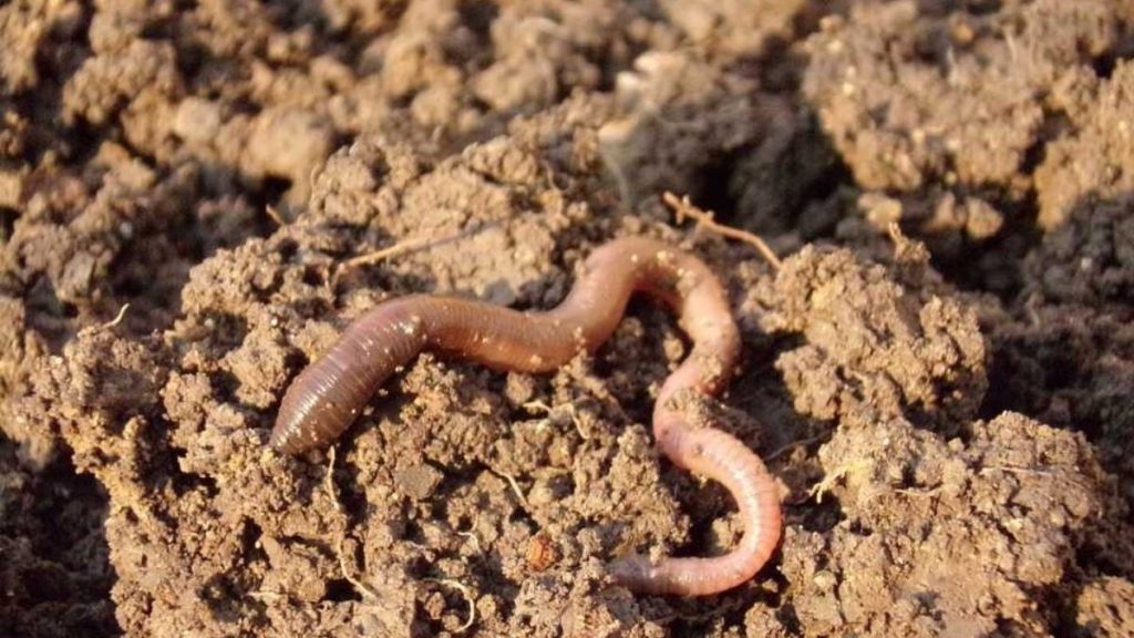 21 Types of Earthworms » Learn More Amazing Facts