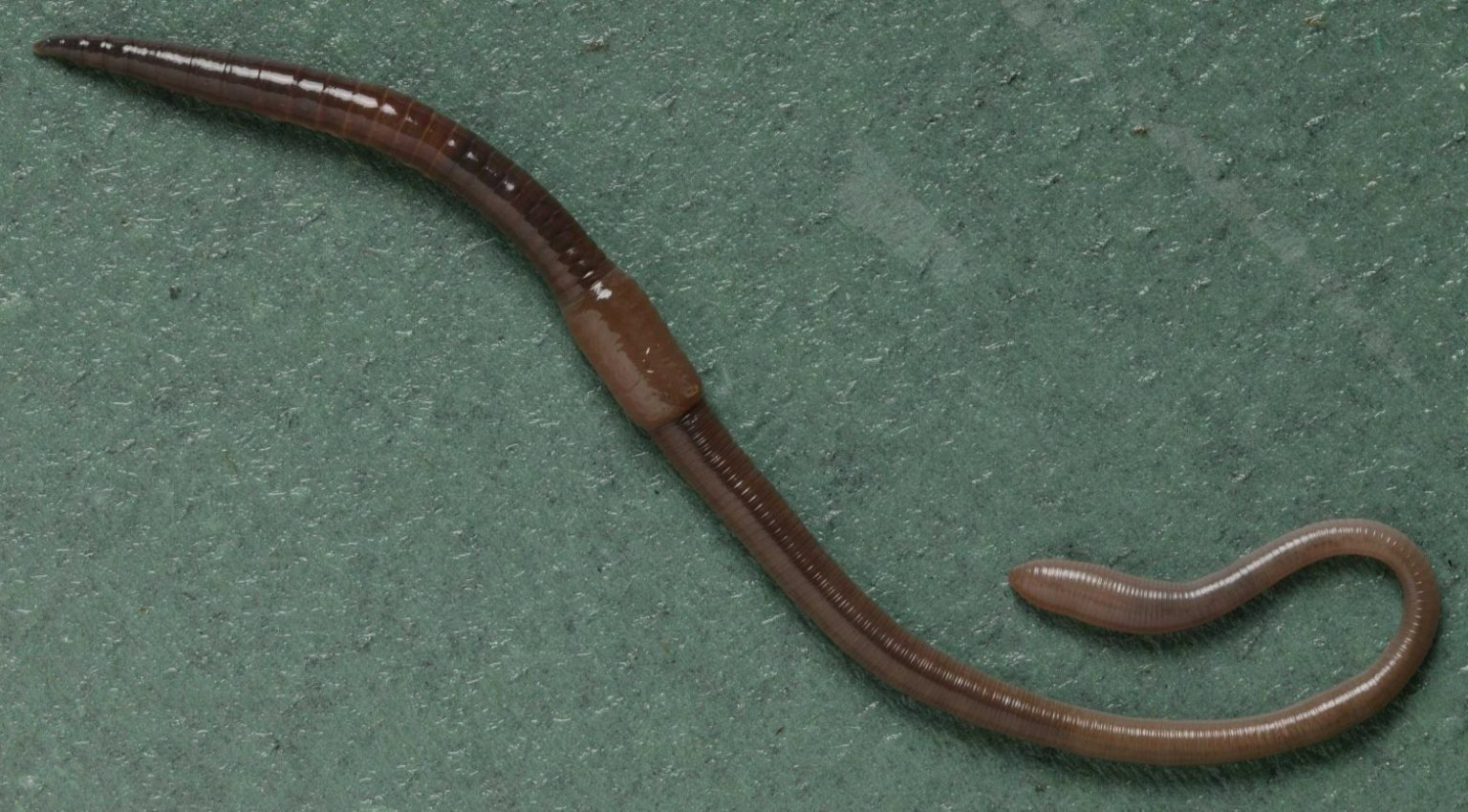 21 Types of Earthworms » Learn More Amazing Facts
