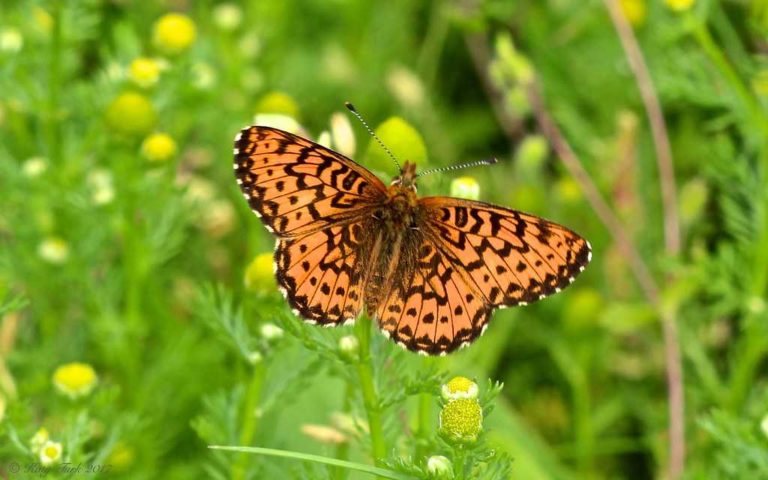 Types Of Butterflies (#19 Is The Most Beautiful)