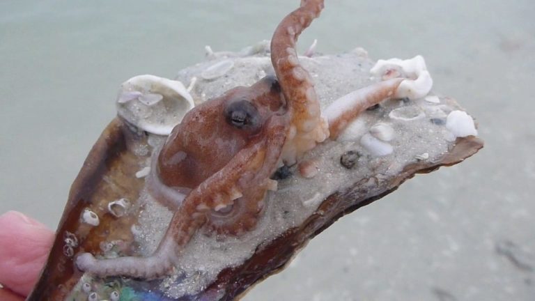23 Amazing Types of Octopus + Interesting Facts & Photos
