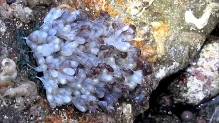 23 Amazing Types of Octopus + Interesting Facts & Photos