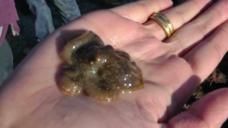 23 Amazing Types of Octopus + Interesting Facts & Photos