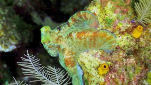 23 Amazing Types of Octopus + Interesting Facts & Photos
