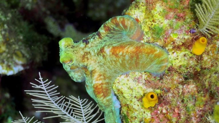 23 Amazing Types of Octopus + Interesting Facts & Photos