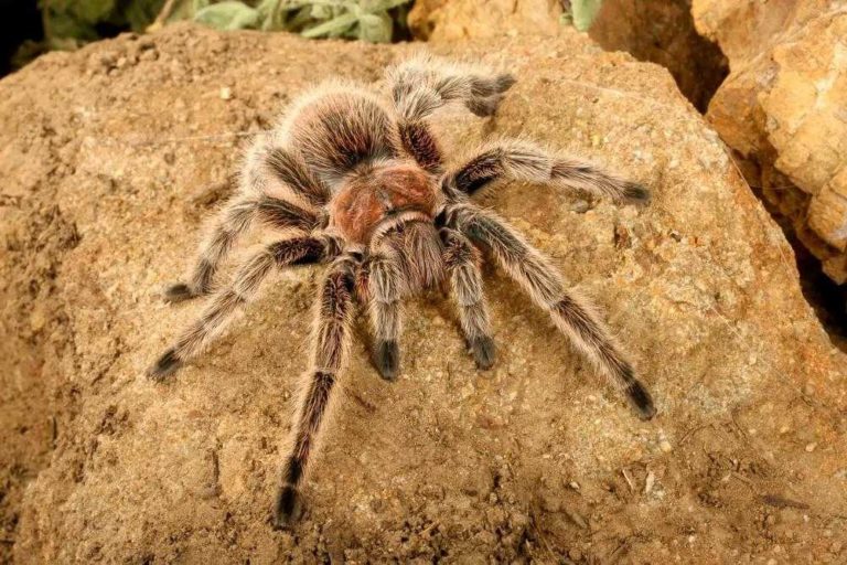 Best Types of Tarantulas For Pets (#11 Danger)