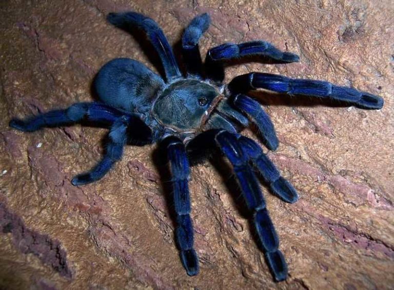 Best Types of Tarantulas For Pets (#11 Danger)