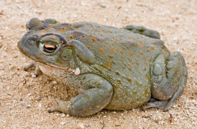 11 Types Of Toads (#4 Is Surprisingly Beautiful)