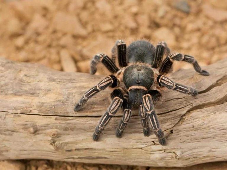 Best Types of Tarantulas For Pets (#11 Danger)