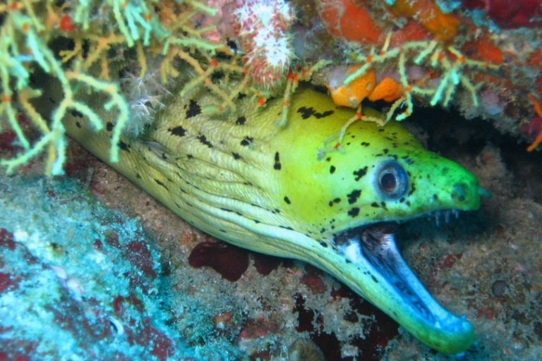19 Different Types Of Eels » Learn More Interesting Facts