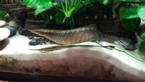 19 Different Types Of Eels » Learn More Interesting Facts