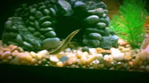 19 Different Types Of Eels » Learn More Interesting Facts