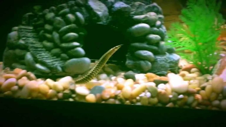 19 Different Types Of Eels » Learn More Interesting Facts