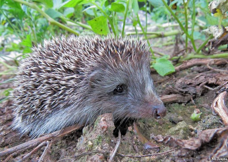 16 Types Of Hedgehogs