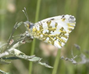 Types Of Butterflies (#19 Is The Most Beautiful)
