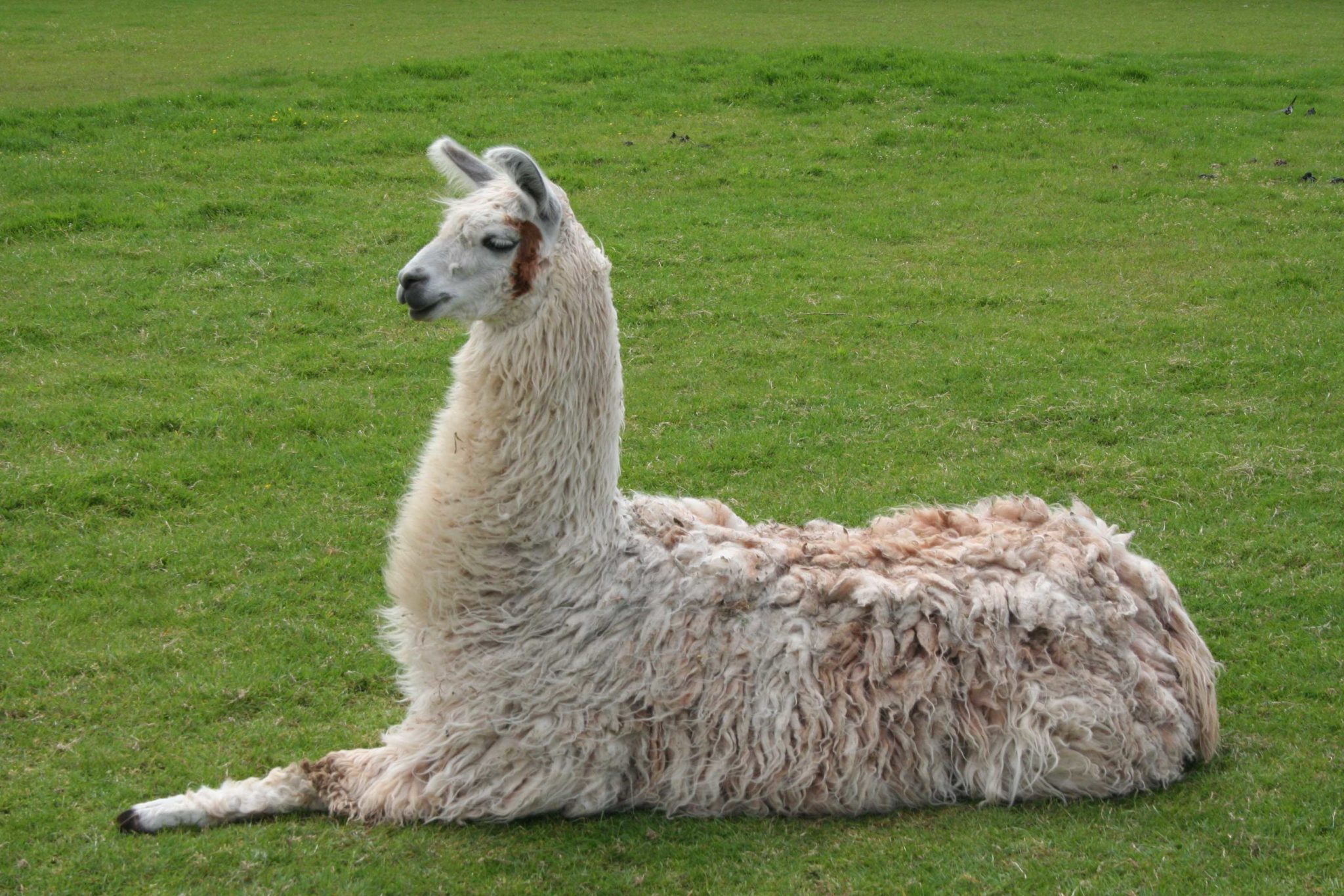 6 Types Of Llamas