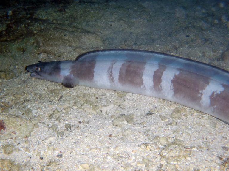 19 Different Types Of Eels » Learn More Interesting Facts