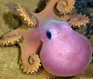 23 Amazing Types of Octopus + Interesting Facts & Photos