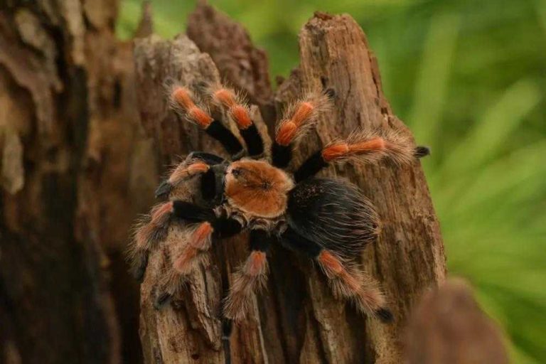 Best Types of Tarantulas For Pets (#11 Danger)
