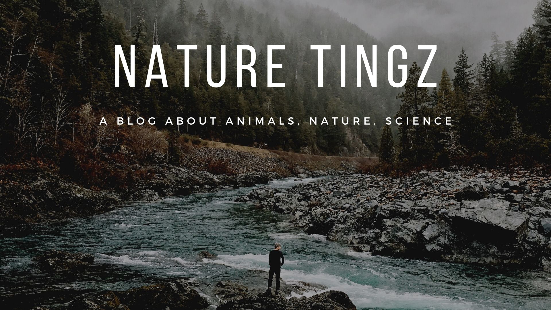 Nature Tingz » Learn About Animals, Nature, & Science