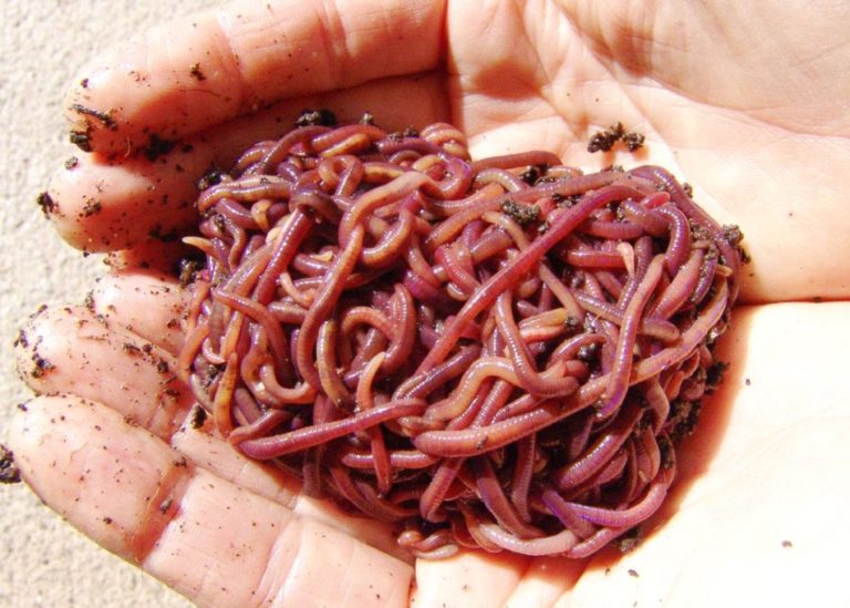 21 Types of Earthworms » Learn More Amazing Facts