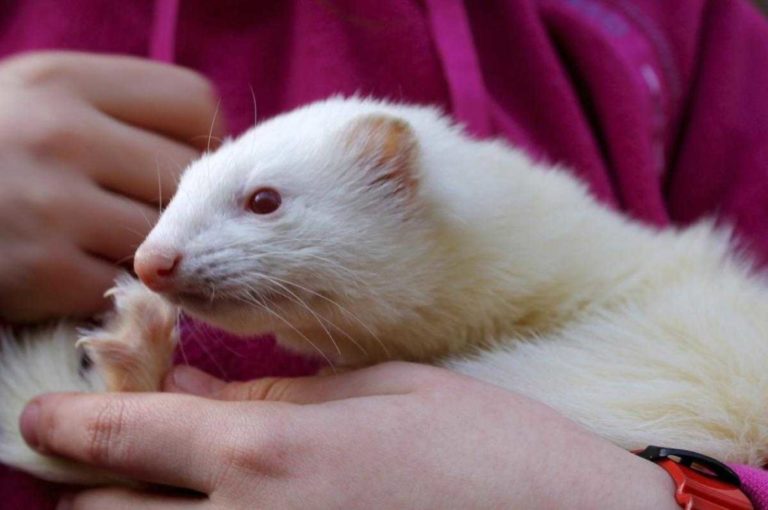 Types Of Ferrets (#10 Is Absolutely Gorgeous)