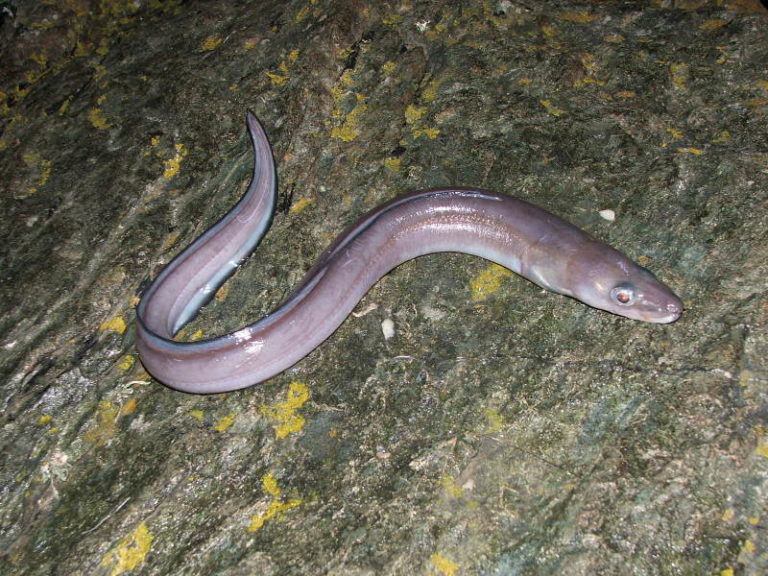 19 Different Types Of Eels » Learn More Interesting Facts