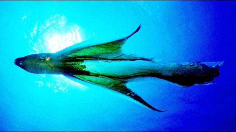 23 Amazing Types of Octopus + Interesting Facts & Photos