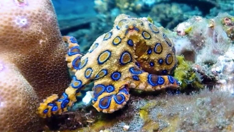 23 Amazing Types of Octopus + Interesting Facts & Photos