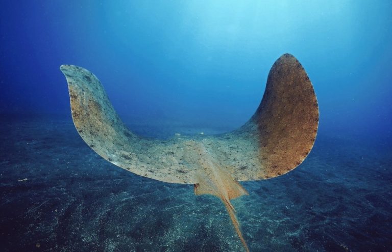 11 Main Types Of Stingrays - Explanation + Visual Guide