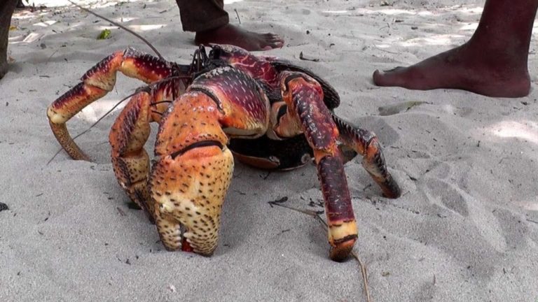 Types Of Crabs