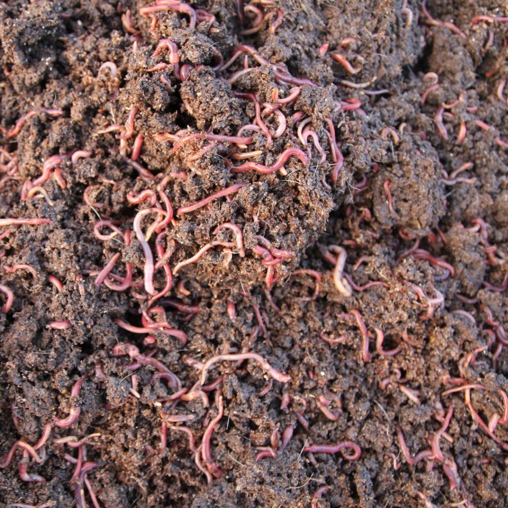 21 Types Of Earthworms Learn More Amazing Facts 21 Types Of Earthworms Learn More Amazing Facts