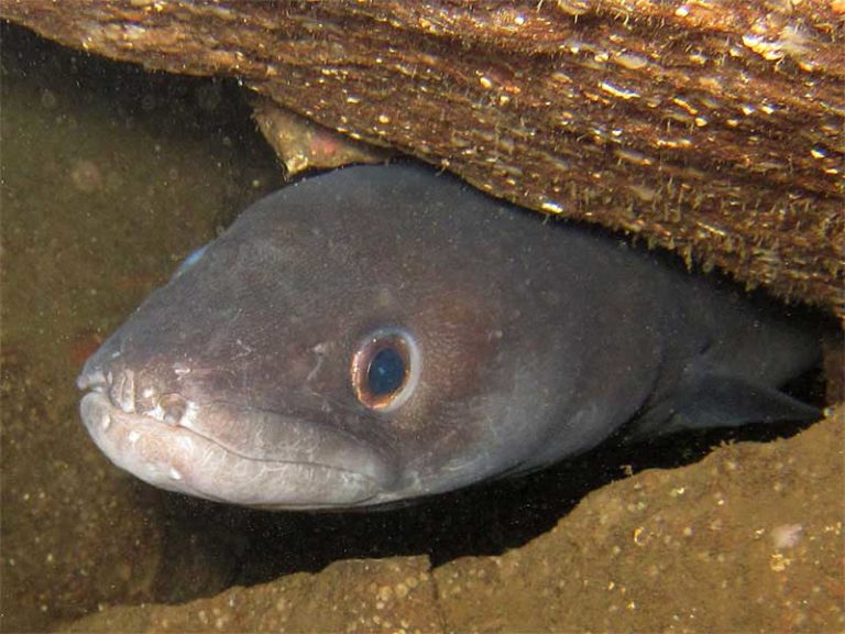 19 Different Types Of Eels » Learn More Interesting Facts