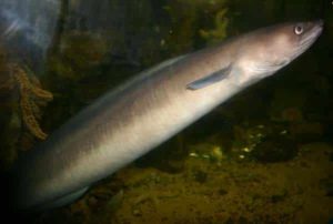 19 Different Types Of Eels » Learn More Interesting Facts
