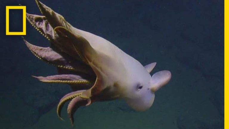 23 Amazing Types of Octopus + Interesting Facts & Photos