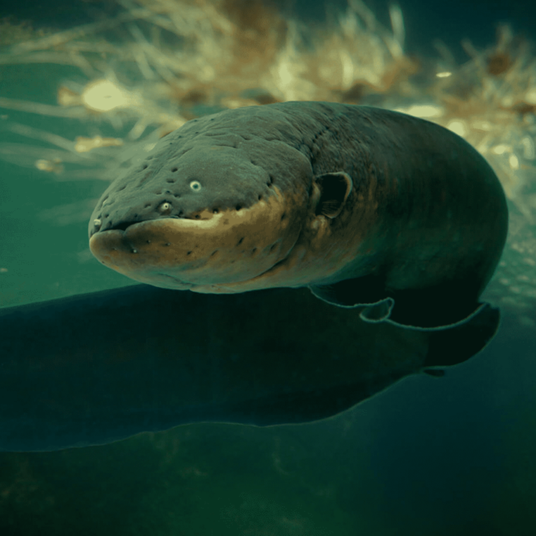 19 Different Types Of Eels » Learn More Interesting Facts