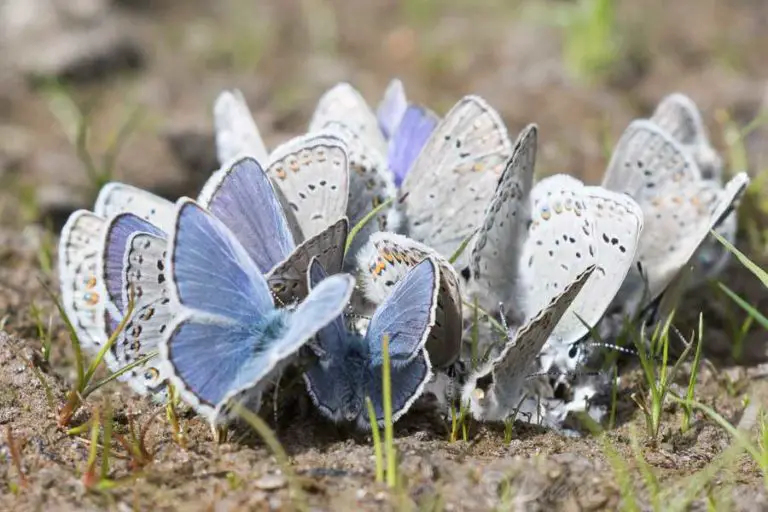 Types Of Butterflies (#19 Is The Most Beautiful)