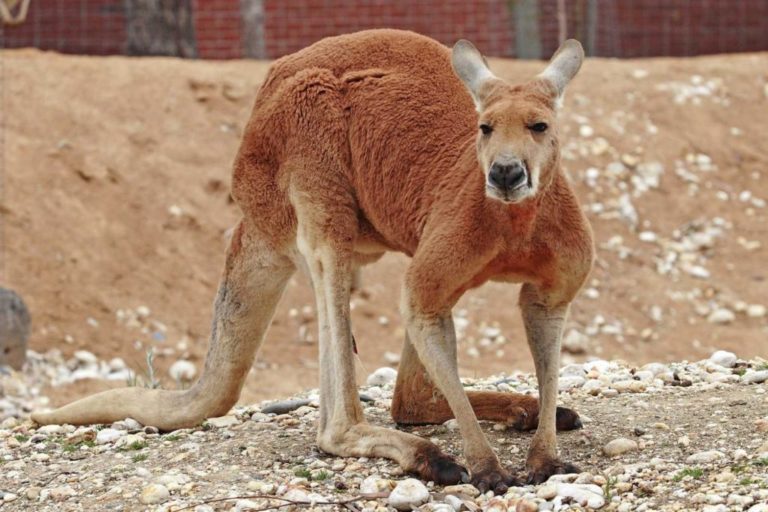 4 Main Types of Kangaroos » Learn More Interesting Facts