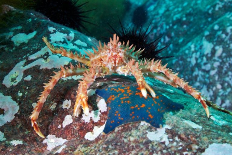 The Different Types of King Crabs