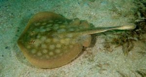 11 Main Types Of Stingrays - Explanation + Visual Guide