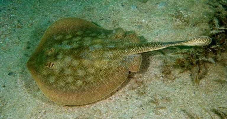 11 Main Types Of Stingrays - Explanation + Visual Guide
