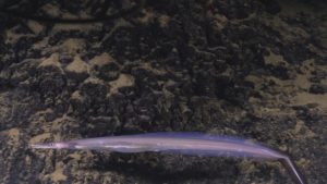 19 Different Types Of Eels » Learn More Interesting Facts