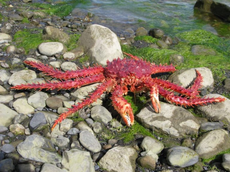 The Different Types of King Crabs
