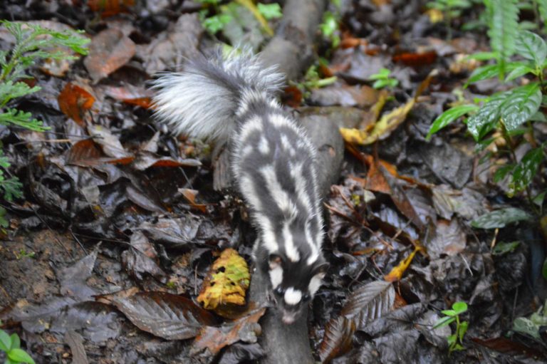 15 Types Of Skunks
