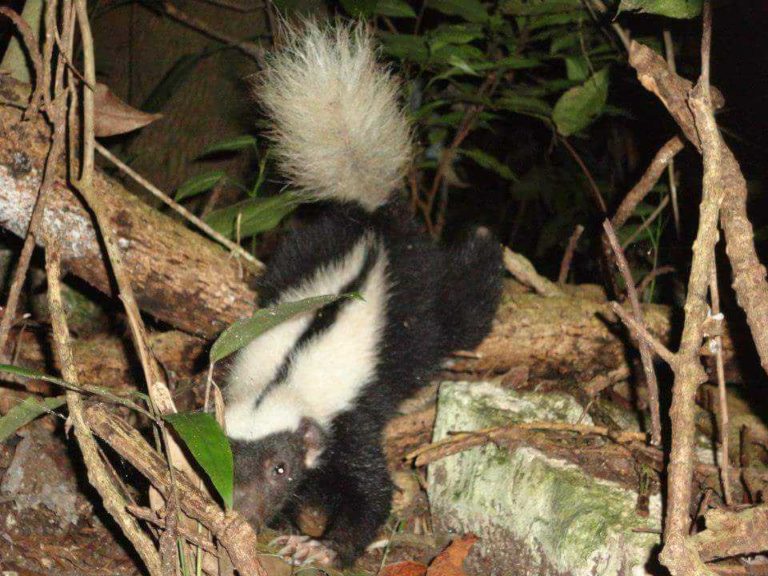 15 Types Of Skunks
