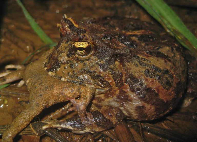 Types of Frogs (#15 Is The Absolute Scariest )