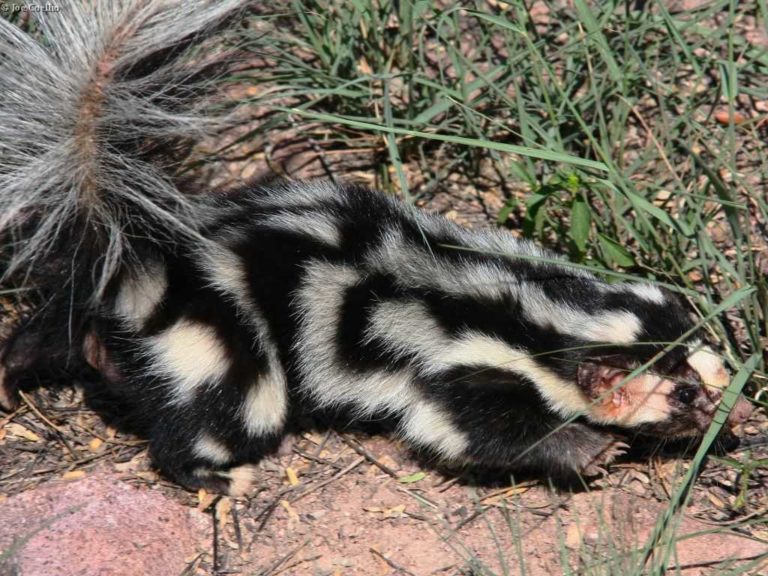 15 Types Of Skunks