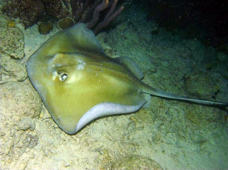 11 Main Types Of Stingrays - Explanation + Visual Guide