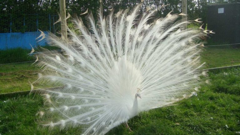 3 Main Types of Peacocks - Stunning Images & Video » Learn More